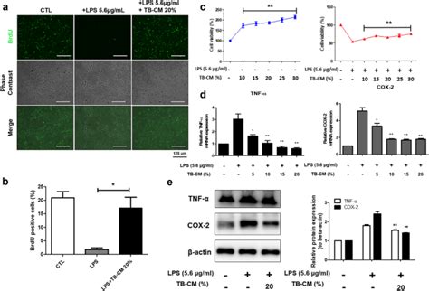 人中耳上皮细胞滋养层条件培养基和滋养层来源的细胞外囊泡抑制脂多糖诱导的炎症 Scientific Reports X Mol
