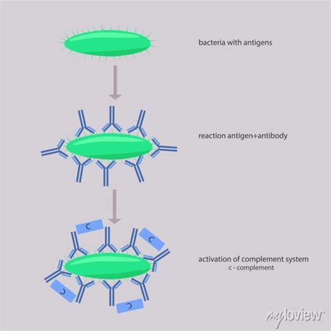 Activation Of Complement System Posters For The Wall • Posters
