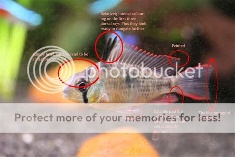 New Bolivian Ram Help Sex Check It Out Fish Forum