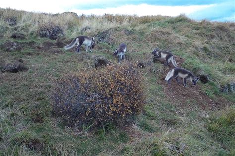 Naalin Paluu Luonnon Ympäristö Ja Metsätieteilijöiden Liitto Loimu