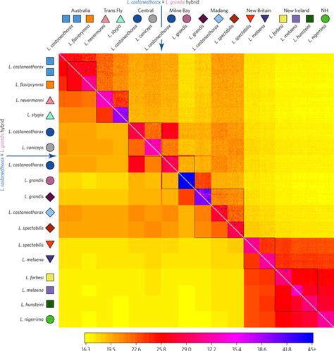 Co Ancestry Matrix From Fineradstructure Co Ancestry Coefficients Download Scientific Diagram