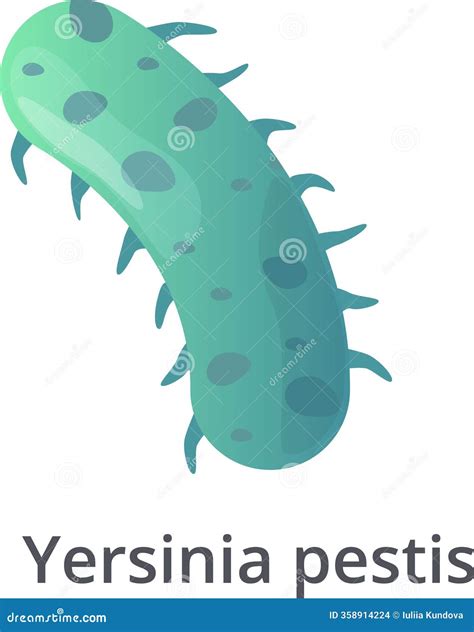 Coccobacillus Bacteria Classification Rod Shaped Shapes Of Bacteria