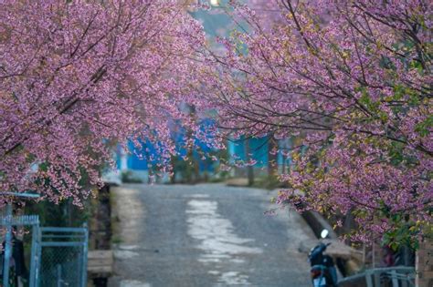 Làng KLong KLanh ngôi làng sương đẹp long lanh ở Lạc Dương