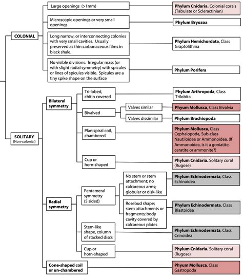 Guide To Fossil Classification Laboratory Manual For Earth History