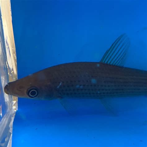 Red Leporinus For Sale Exotic Fish Shop 774 400 4598