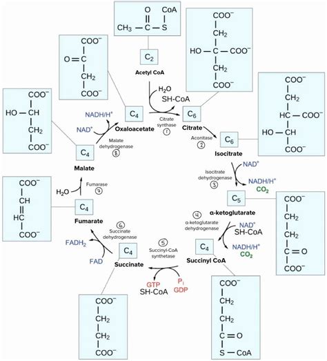 The Krebs Cycle Student Worksheet Db Excel