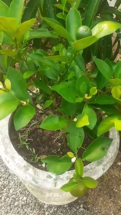 මම🤩🤩🤩 අලුතින් හදන මල් එලවලු පලතුරු ගස් Youtube