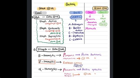 Bacterial Classification Mnemonics Youtube