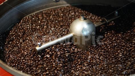 원두 원두커피 커피콩 원두로스팅 커피로스팅 사진이미지일러스트캘리그라피 호랑이86작가