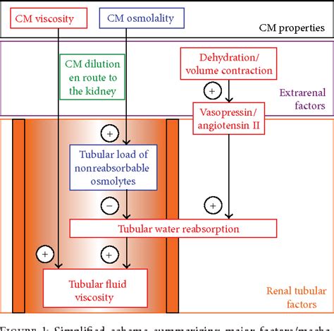 Osmolarity Contrast Media At Kathryn Ono Blog