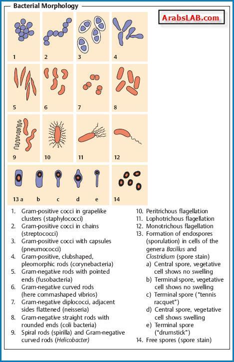 Best Images About Microbiology On Pinterest