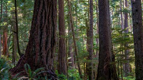 Opinion Logging In National Forests A Crime Or A Necessity The