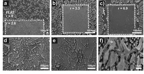 Figure 1 From Tuning Cell Adhesion By Controlling The Roughness And