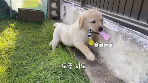 래브라도 리트리버 육아일기 리트리버 성장기 첫 장난감 놀이 폭풍 성장중 Labrador Retriever Youtube
