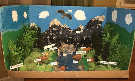 Biome Rainforest School Project