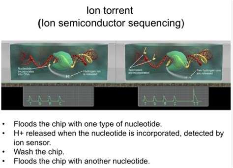 Lecture 15 Tissue Typing Flashcards Quizlet