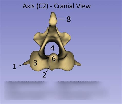Bms 201 Axis Diagram Quizlet