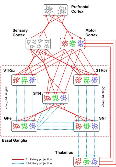 Figure 3 From A Spiking Neuron Model Of The Cortico Basal Ganglia