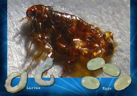 How To Keep Cat Fleas Away Michael Broad