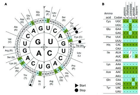To Codon Optimize Or Not That Is The Question