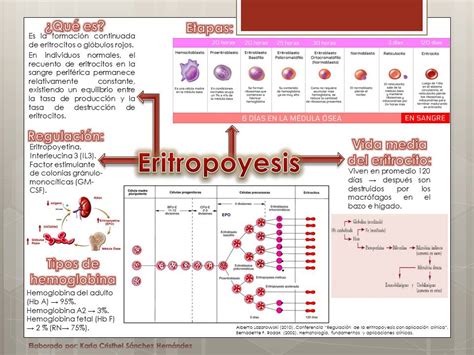 hematología esquema de eritropoyesis