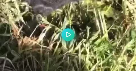 Catexe Has Stopped Working Due To A Bug Album On Imgur