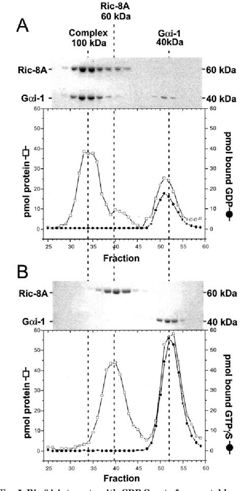 Figure 5 From Mammalian Ric 8a Synembryn Is A Heterotrimeric Gα Protein Guanine Nucleotide