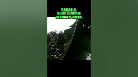 Rahasia Durian Berbuah Lebat - YouTube