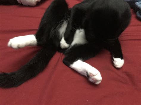 Nsfw Version Naughty Cat R Tuxedocats