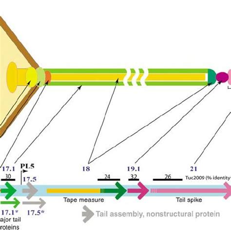 Bacteriophage Spp1 Tail Proteins The Location Of Genes Coding For Tail