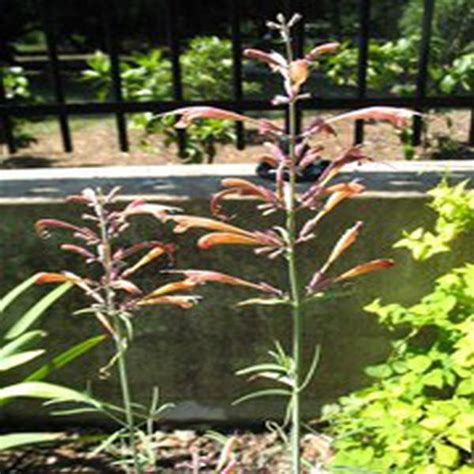 agastache rupestris apache sunset 百度百科
