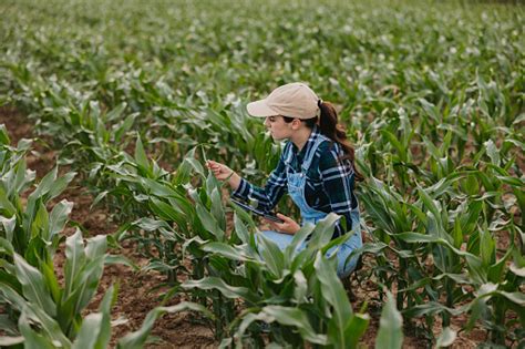 옥수수 밭에서 디지털 태블릿을 사용하면서 잎을 검사하는 여성 농업 경제학자 25 29세에 대한 스톡 사진 및 기타 이미지 25 29세 검사 보기 경관 Istock