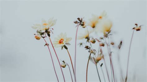 Minimalist Flower Desktop Wallpapers Wallpaper Cave