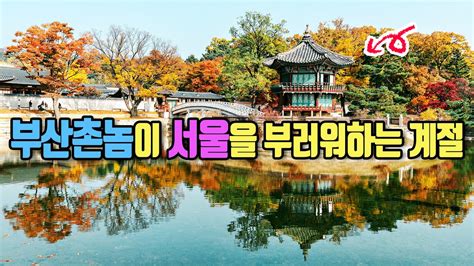 고즈넉한 고궁의 가을을 느낄 수 있는 서울 단풍명소 경복궁 가을풍경을 소개해 드립니다 Youtube