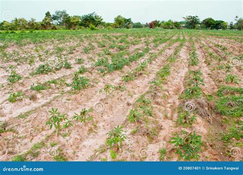 Cassava Field Stock Image Image Of Agriculture Manioc 20807401