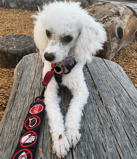 Practicing Our Skills In The Park I Love This Little Heartnose Rpoodles