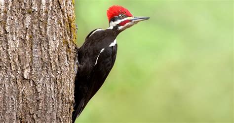 Pileated Woodpecker Habitat Pileated Woodpecker Bird Facts Dryocopus