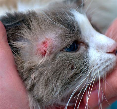 10 Pictures Of Ringworm In Cats Veterinarian Advice