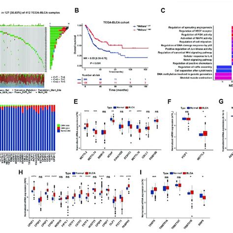 RNA Modification Patterns And Their Biological Significance In The Download Scientific Diagram