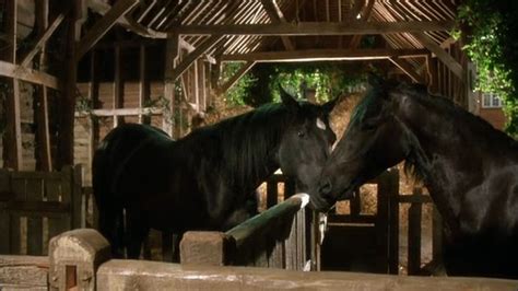 Pin By Jordan Toczek On Non Disney Movies I Love In 2025 Horse Movies