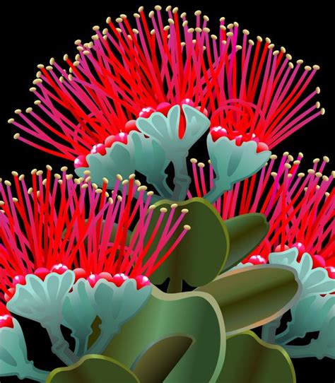 Ohia Lehua Hawaiian Plant Vector Color Illustration