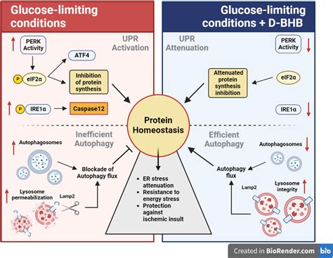 Modulation Of The Autophagy Lysosomal Pathway And Endoplasmic Reticulum Stress By Ketone Bodies