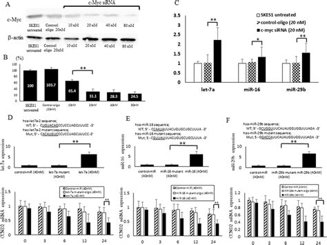 Silencing Of C Myc With C Myc Sirna And Let 7a Mir 16 Mir 29b Download Scientific Diagram