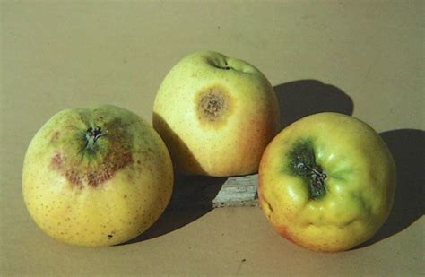 4 Quince Rust On Golden Delicious Apples Tree Fruit Diseases