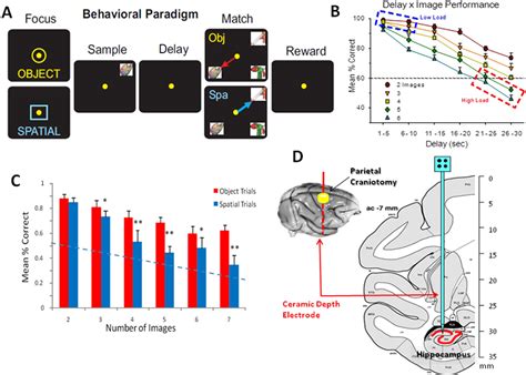 Figure 1 From A Cognitive Prosthesis For Memory Facilitation By Closed Loop Functional Ensemble