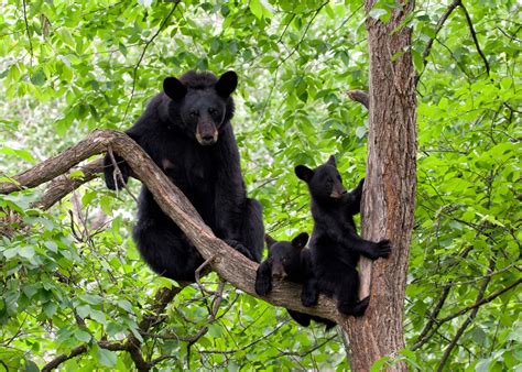 Beren Bears In Mind