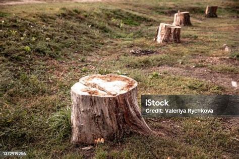 그루터기 나무가 떨어졌다 나무 원 그루터기 천천히 클로즈업 배경을 회전합니다 가을에 대한 스톡 사진 및 기타 이미지 가을 구름 그루터기 식물 부위 Istock