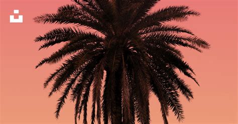 오렌지 하늘 아래 녹색 야자수 사진 Unsplash의 무료 나무 이미지