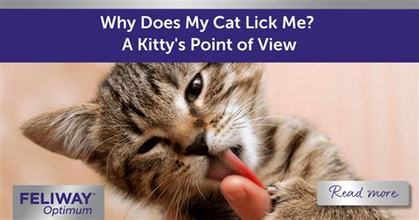 Why Does My Cat Lick Me A Kittys Point Of View