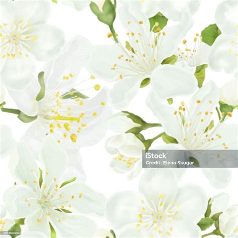 섬세한 꽃잎과 노란 수술 완벽 한 패턴으로 피는 봄 꽃 수채화 디지털 일러스트레이션 흰색 배경에 고립 된 흰 새싹 벚꽃과 재스민 꽃 0명에 대한 스톡 벡터 아트 및 기타